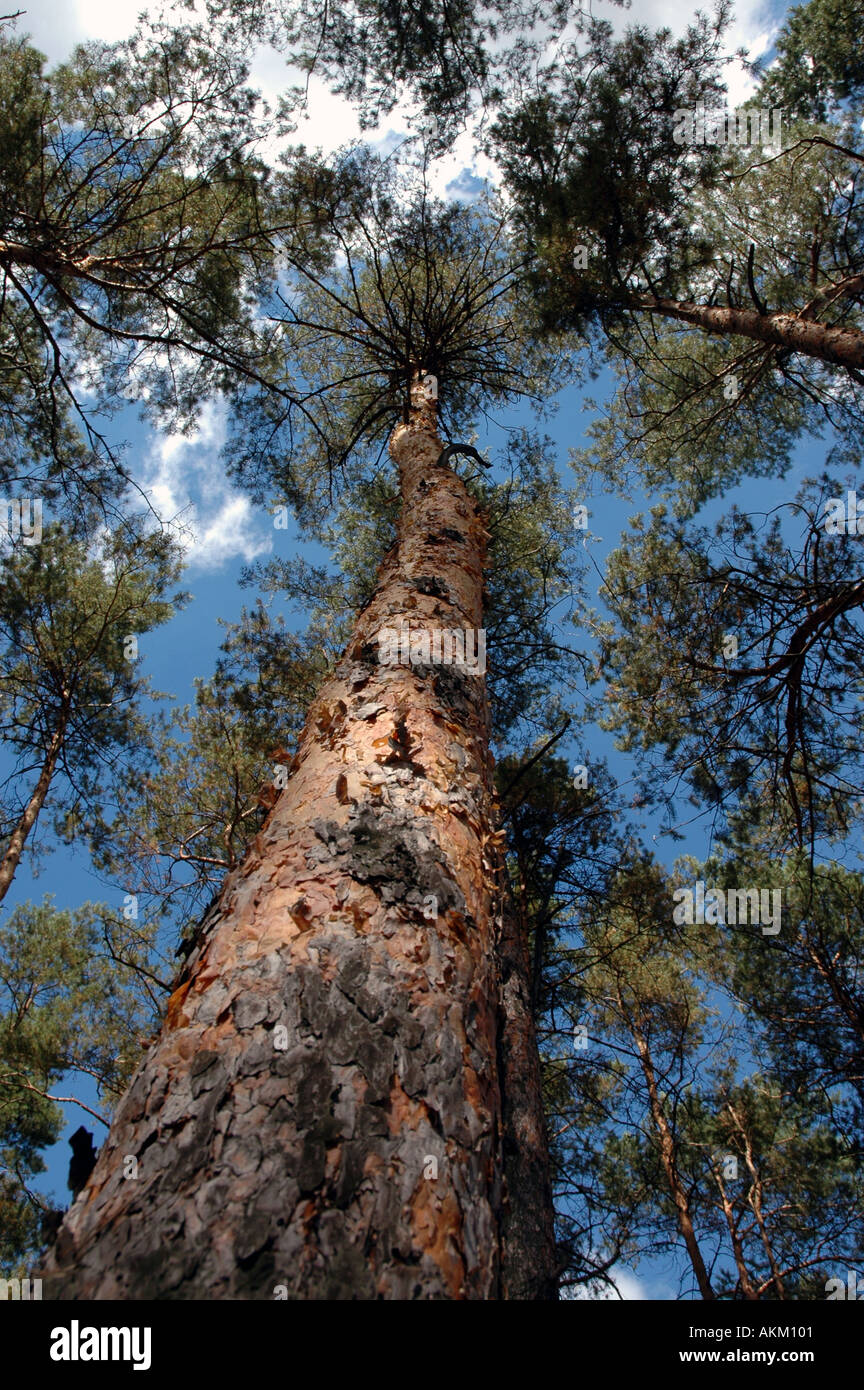 Pine tree in forest Stock Photo - Alamy