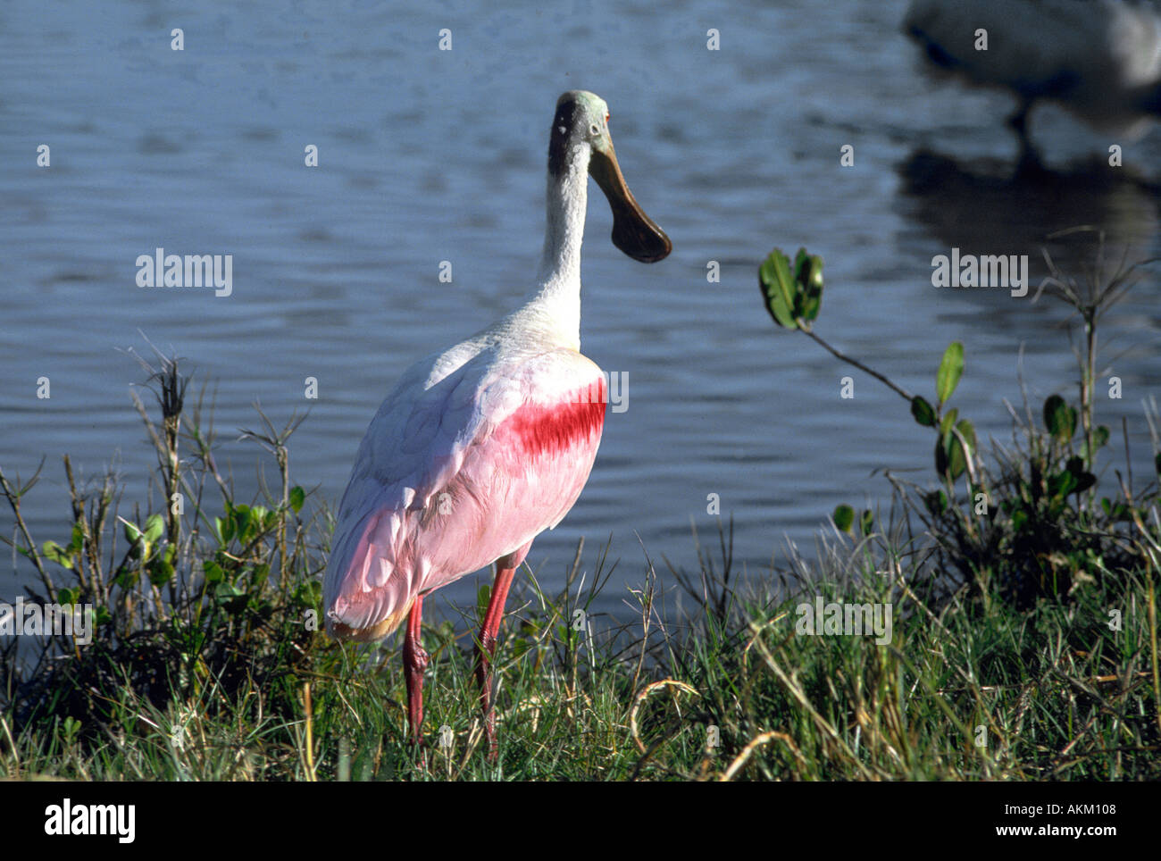 Roseate Spoonbill Everglades National Park Florida Stock Photo - Alamy