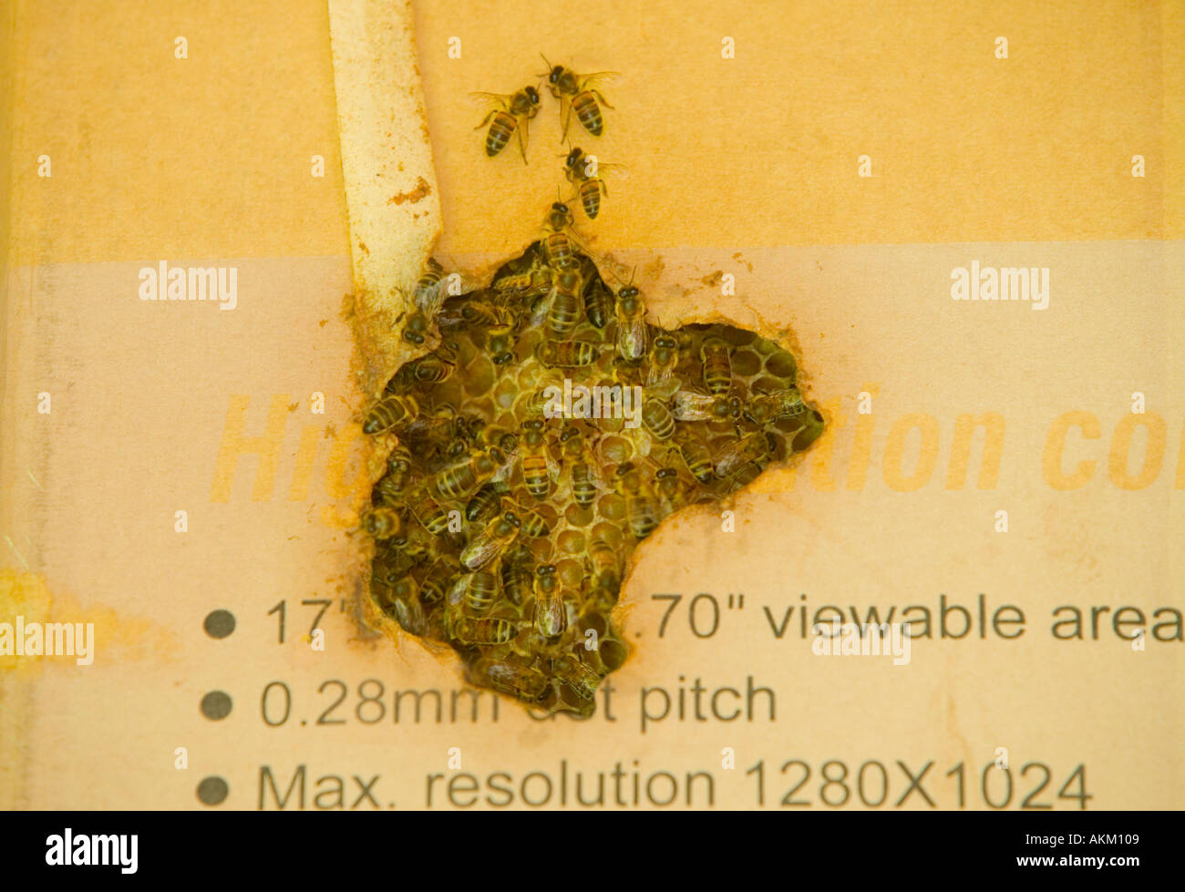 Honey bees working on their hive in an empty cardboard box Stock Photo ...