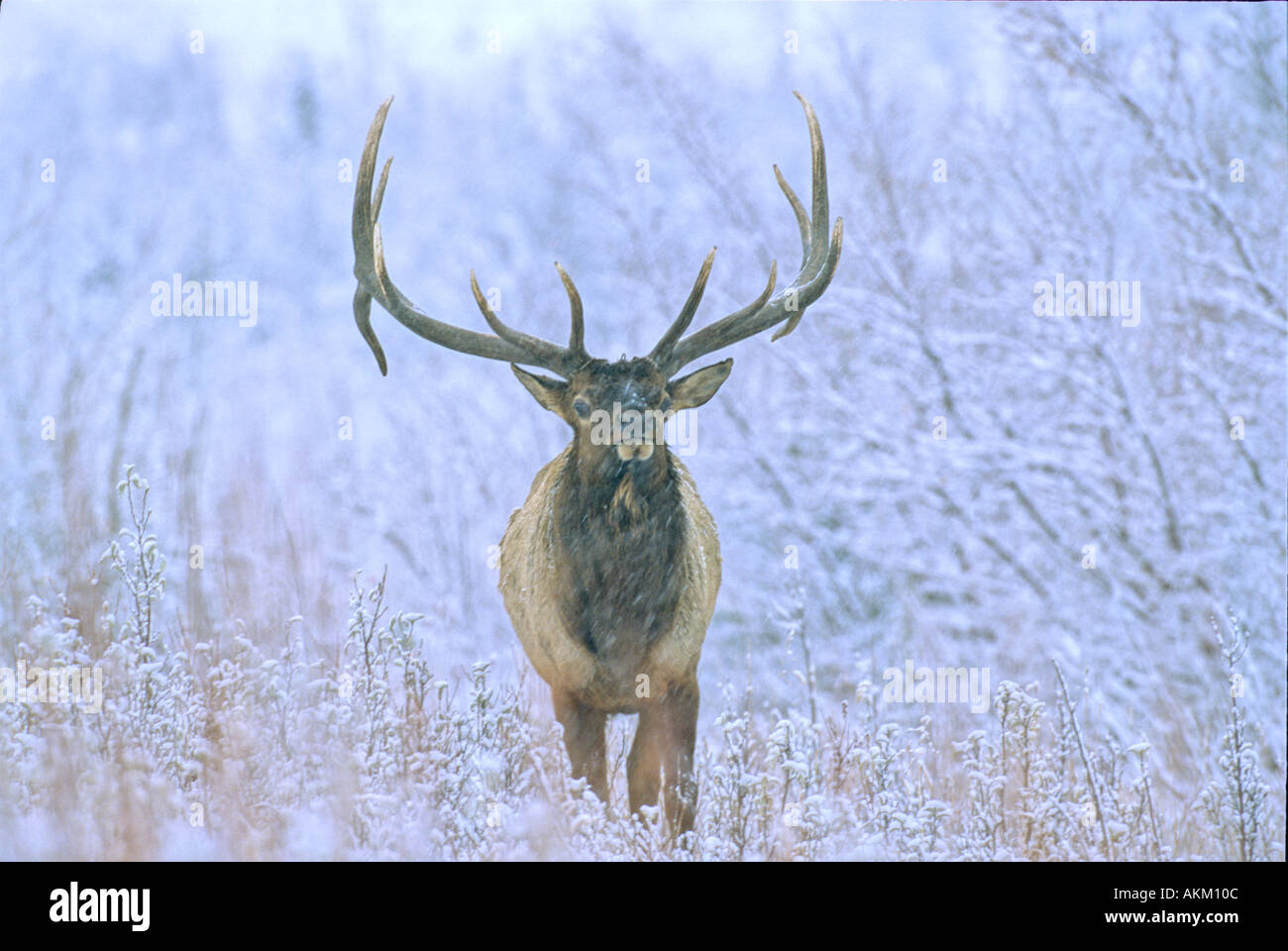 Bull Elk in the snow 1 Stock Photo - Alamy