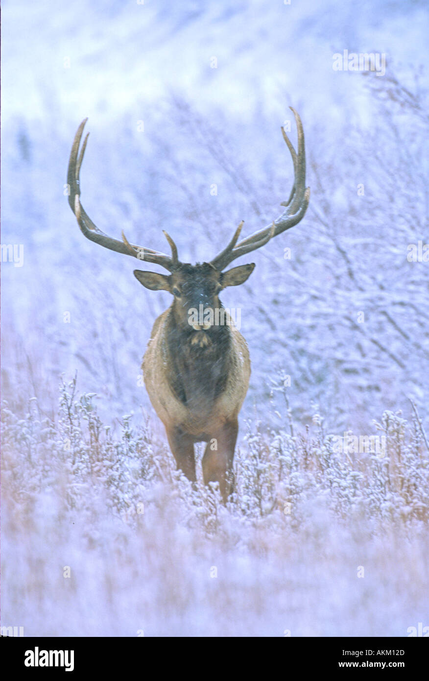 Bull Elk in the snow 2 Stock Photo - Alamy