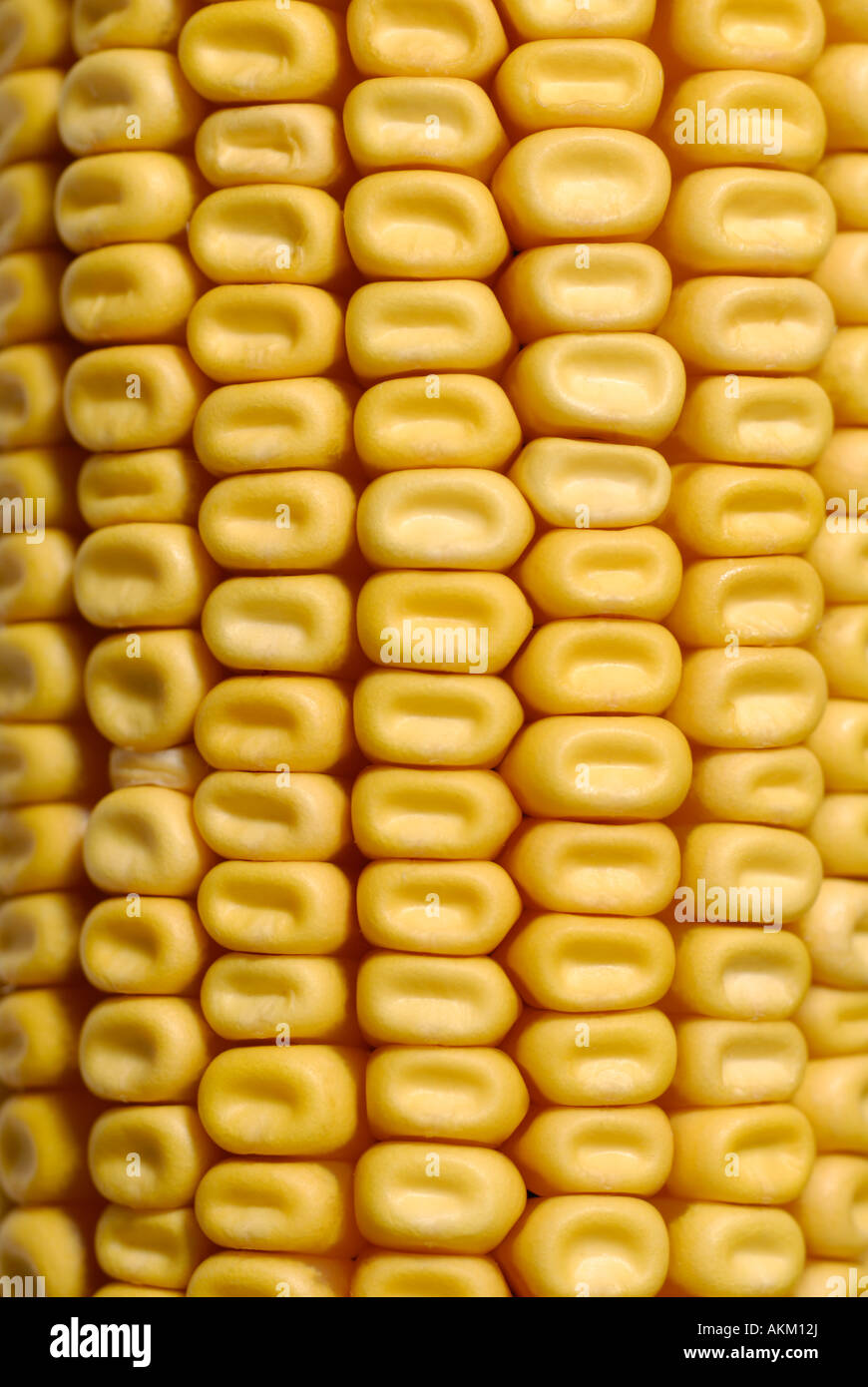 Dent corn hi-res stock photography and images - Alamy