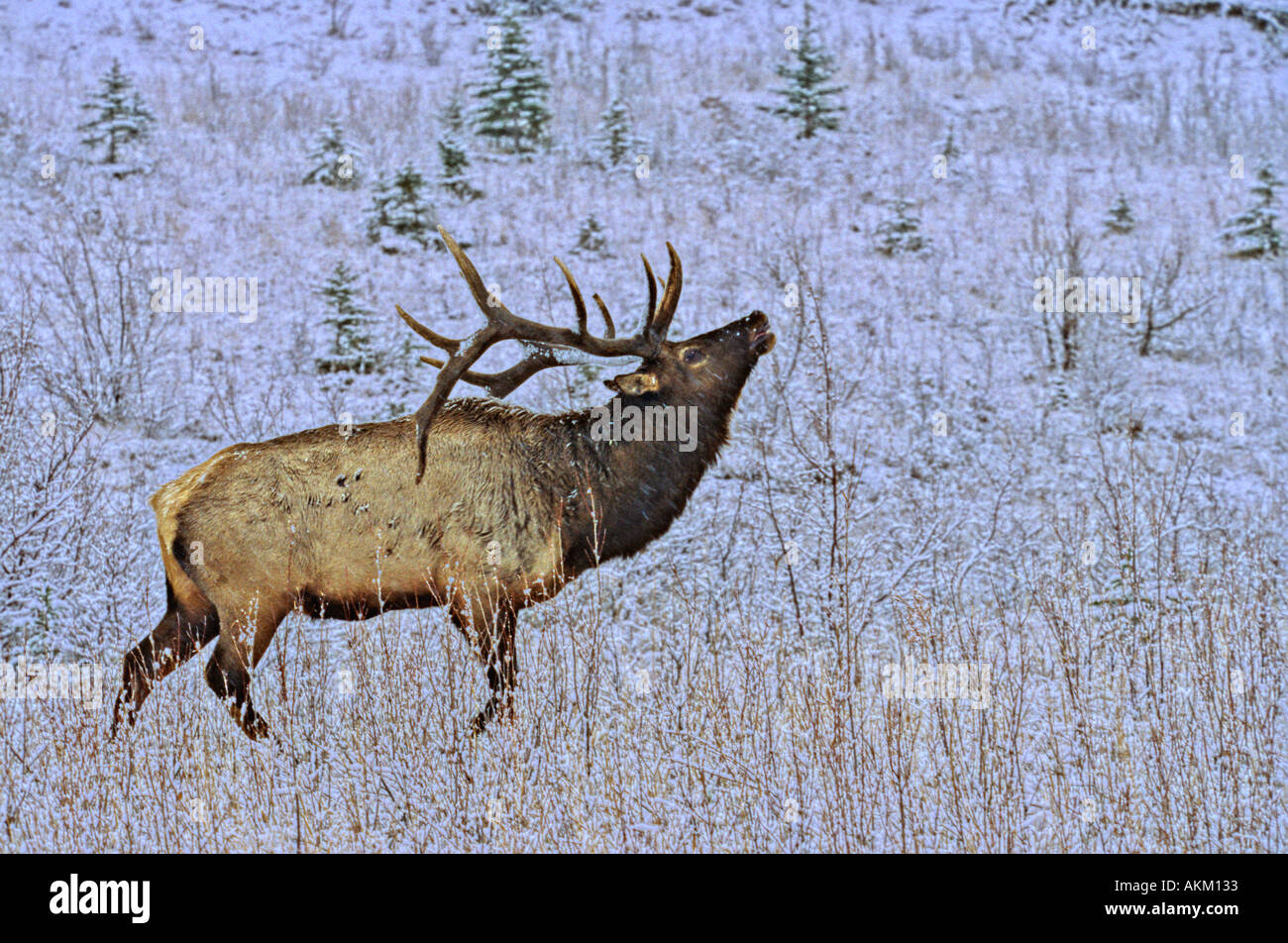 Side view bull elk bugling hi-res stock photography and images - Alamy