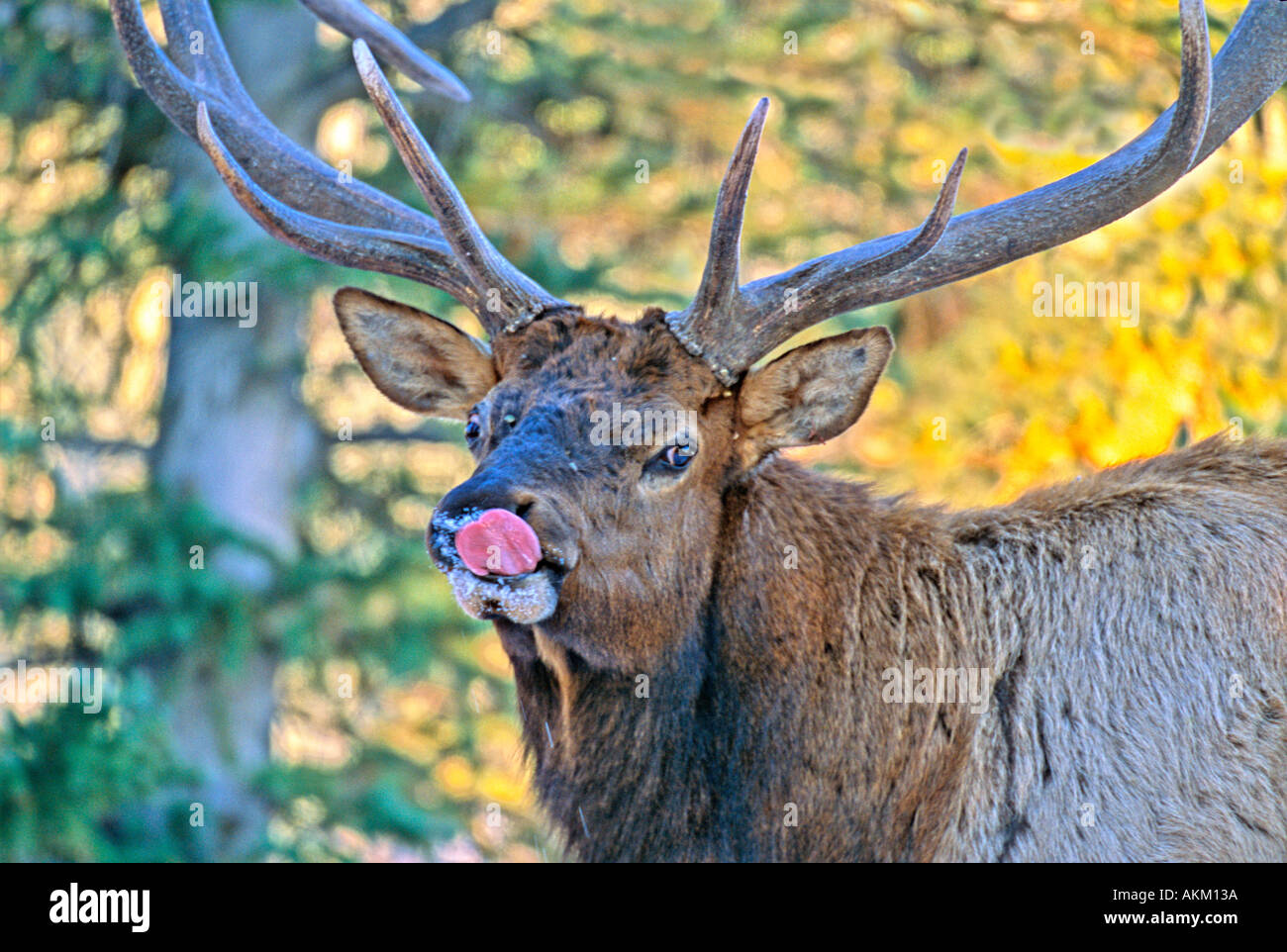 Bull Elk licking his lips Stock Photo - Alamy