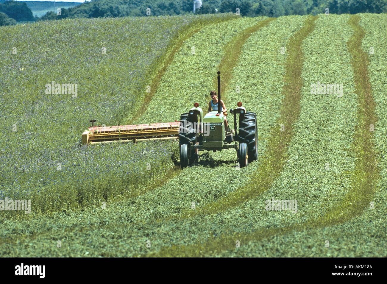 Wisconsin hay field of clover being harvested for feed for dairy cows ...