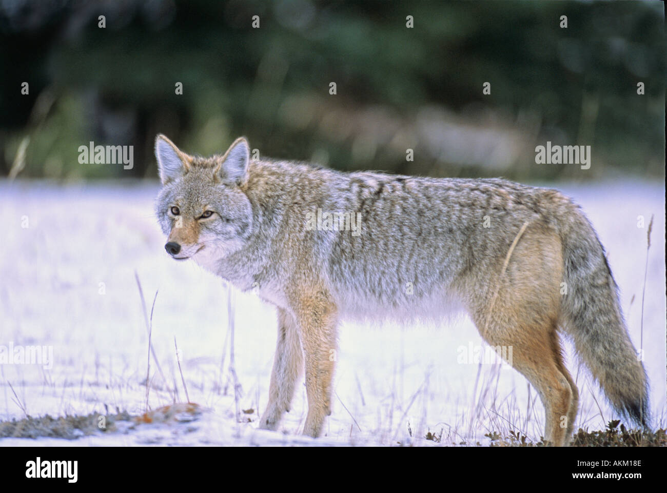 Coyote eye close up hi-res stock photography and images - Alamy