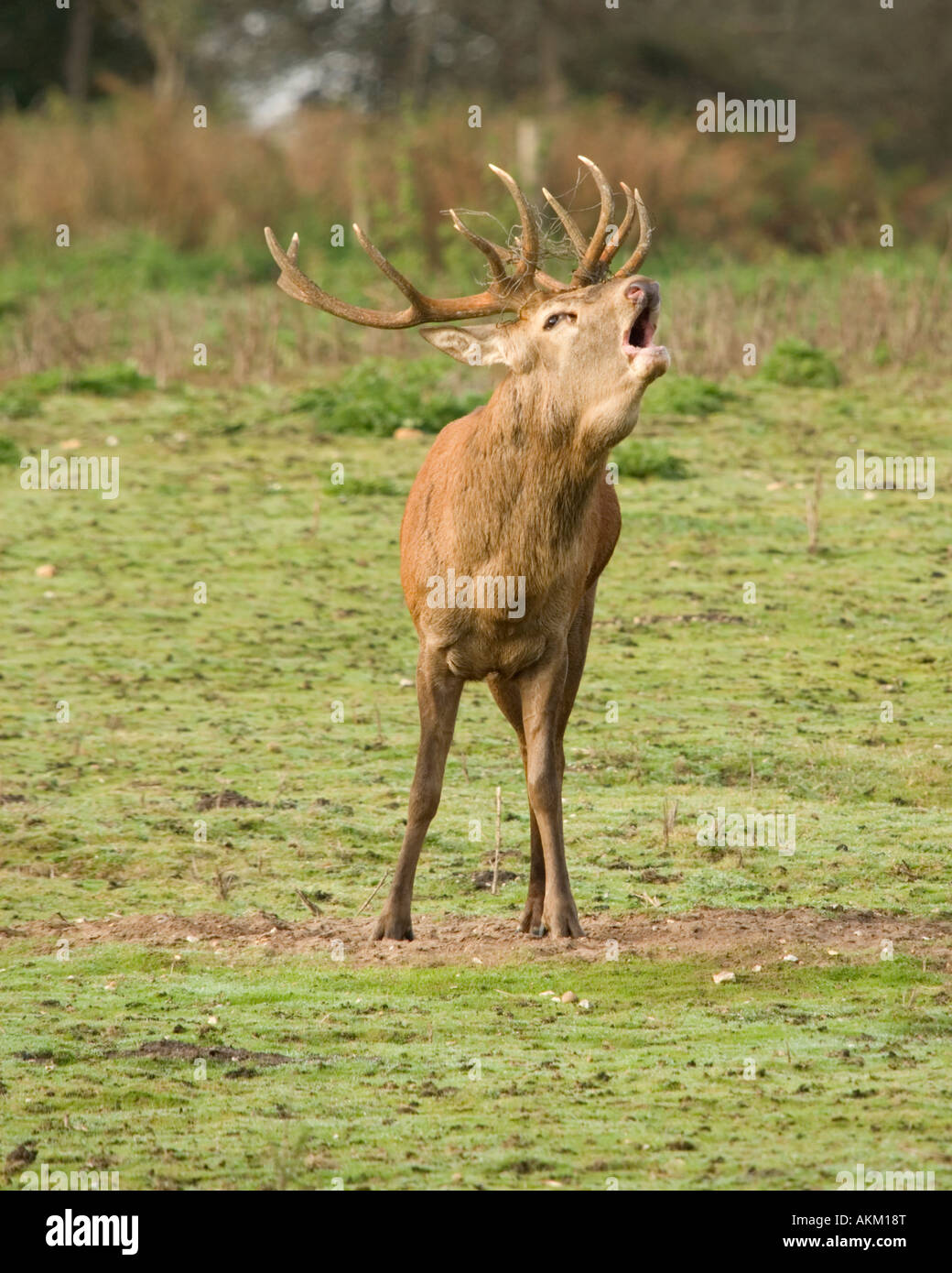 Rutting Ground High Resolution Stock Photography and Images - Alamy