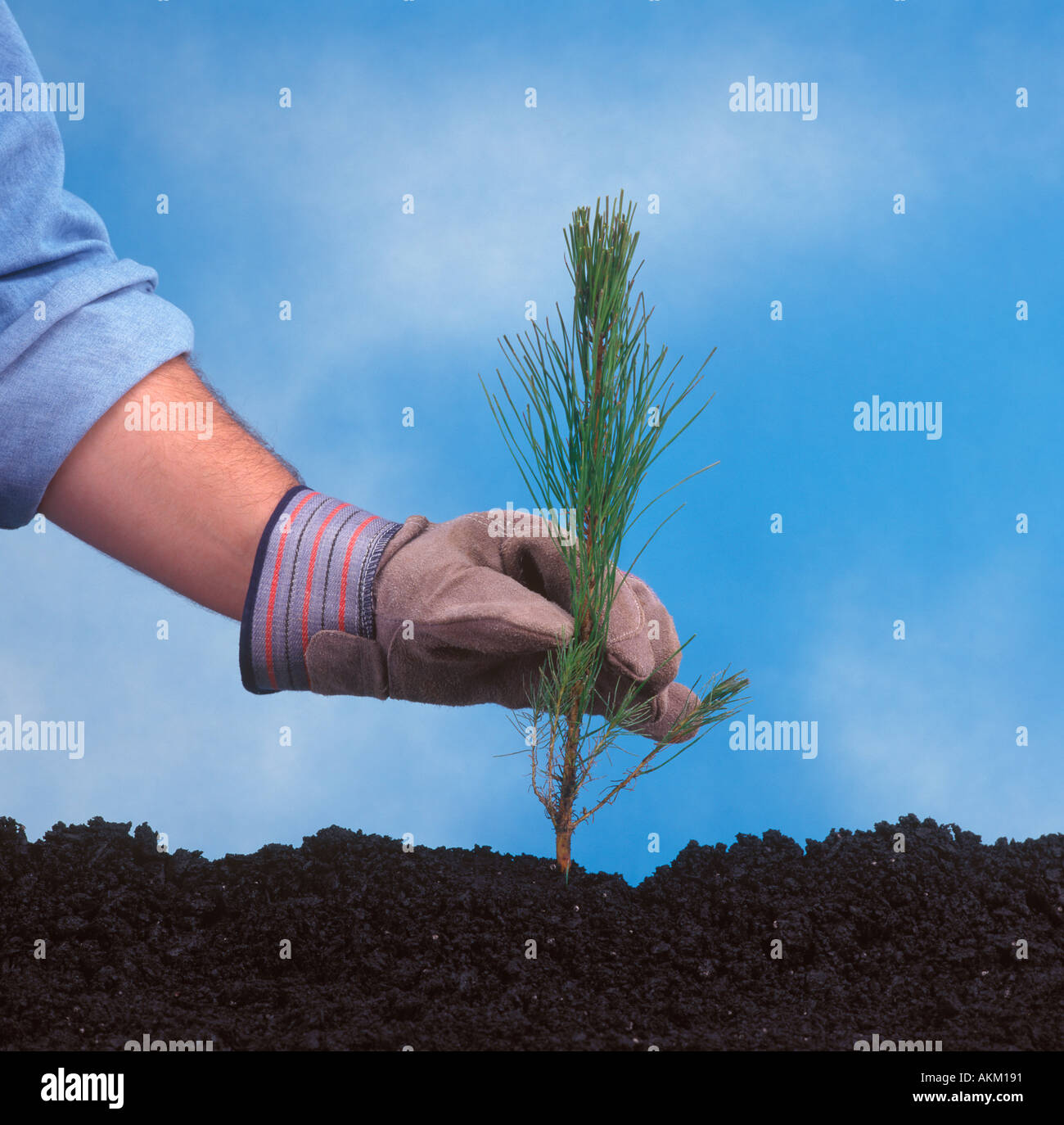 Planting of pine seedling Conservation Ecology Environment Stock Photo ...