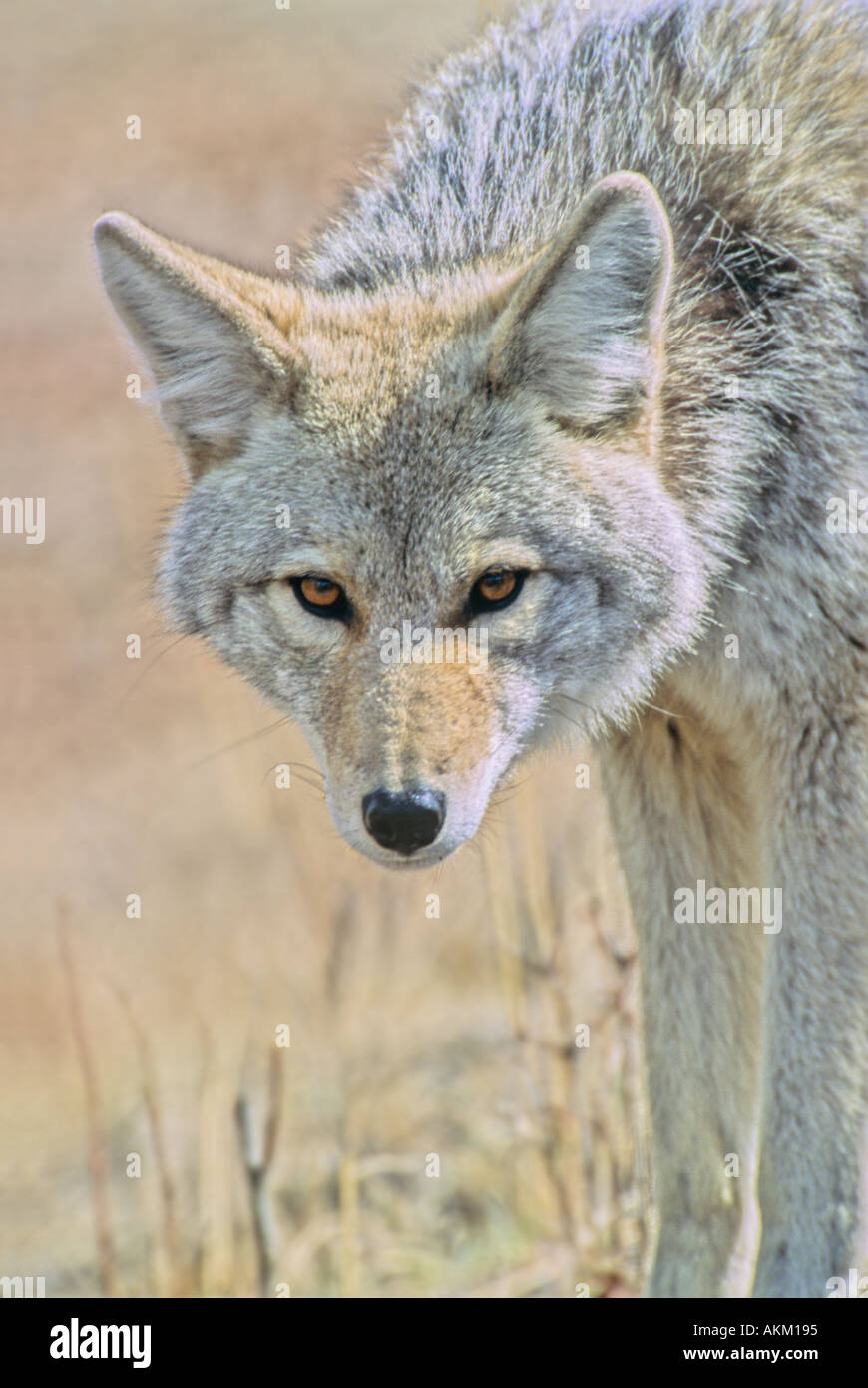 Coyote face view hi-res stock photography and images - Alamy