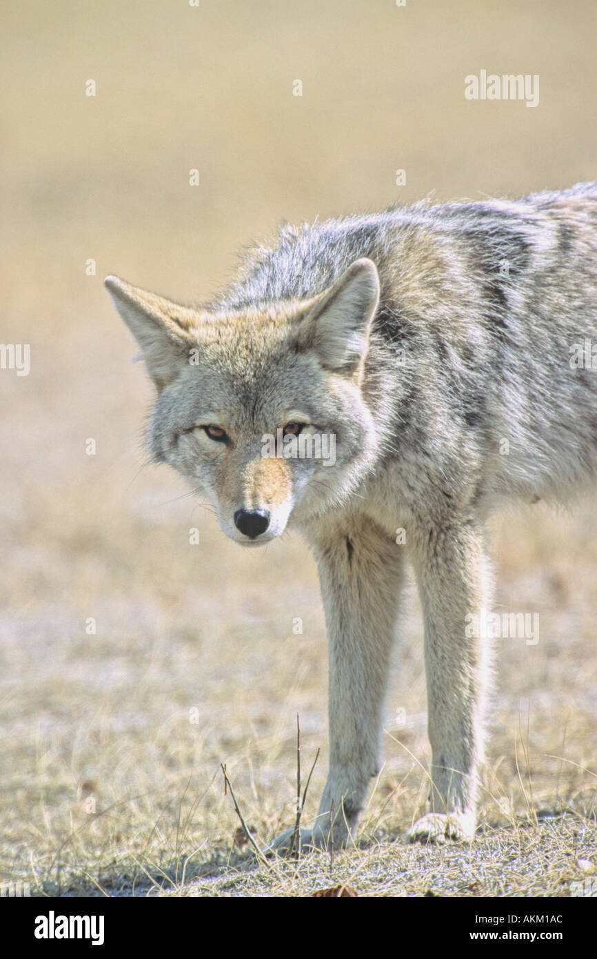 Coyote eye close up hi-res stock photography and images - Alamy