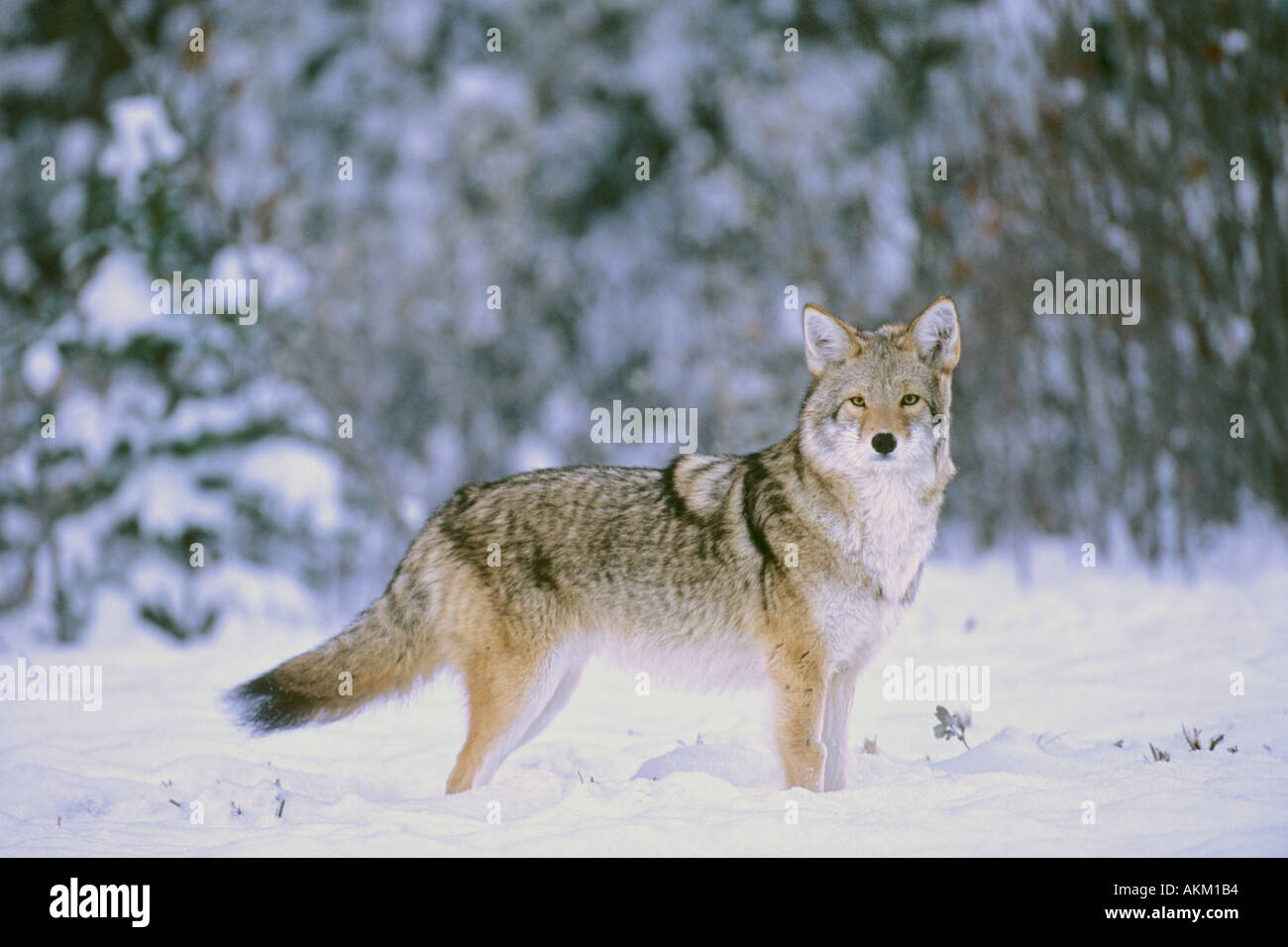 Coyote full body hi-res stock photography and images - Alamy