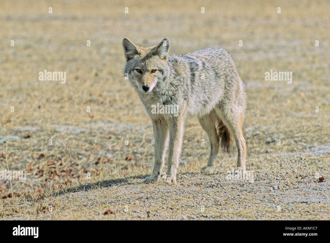 Coyote eye close up hi-res stock photography and images - Alamy