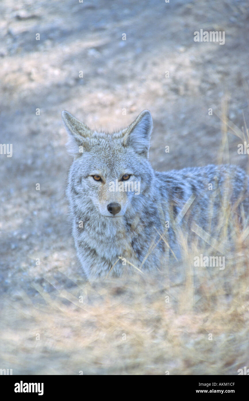 Coyote face view hi-res stock photography and images - Alamy
