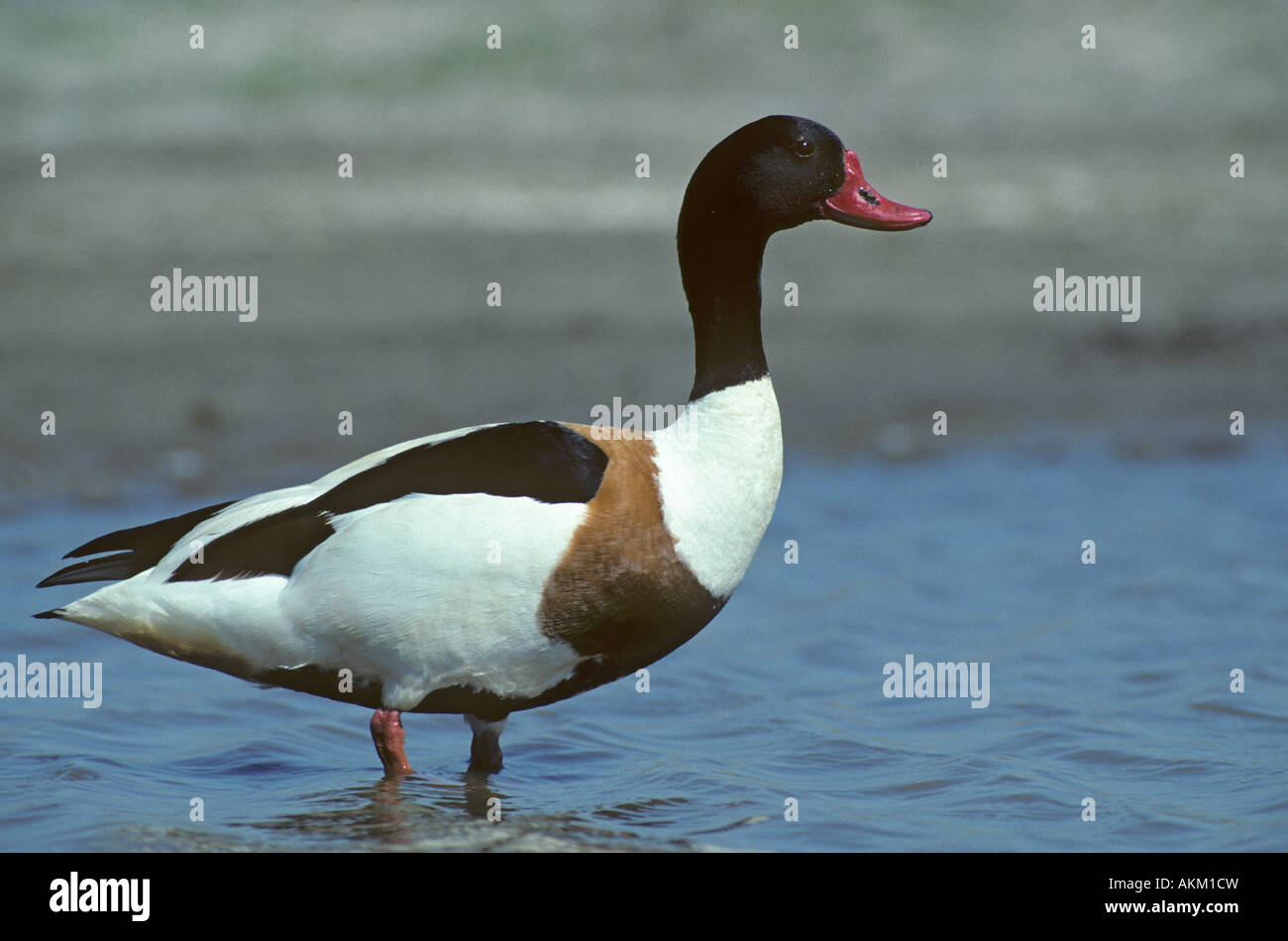 Shelduck Kent England Stock Photo - Alamy
