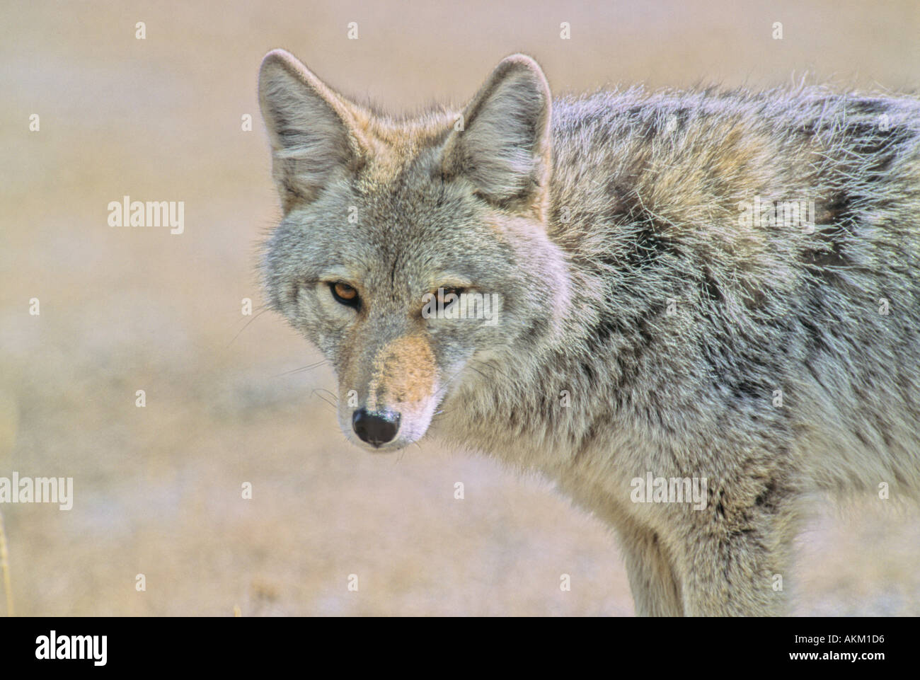 Coyote face view hi-res stock photography and images - Alamy