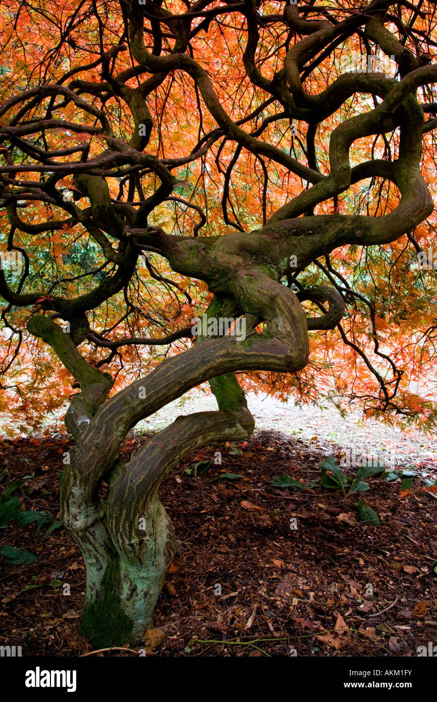Twisted trunk branches hi-res stock photography and images - Alamy