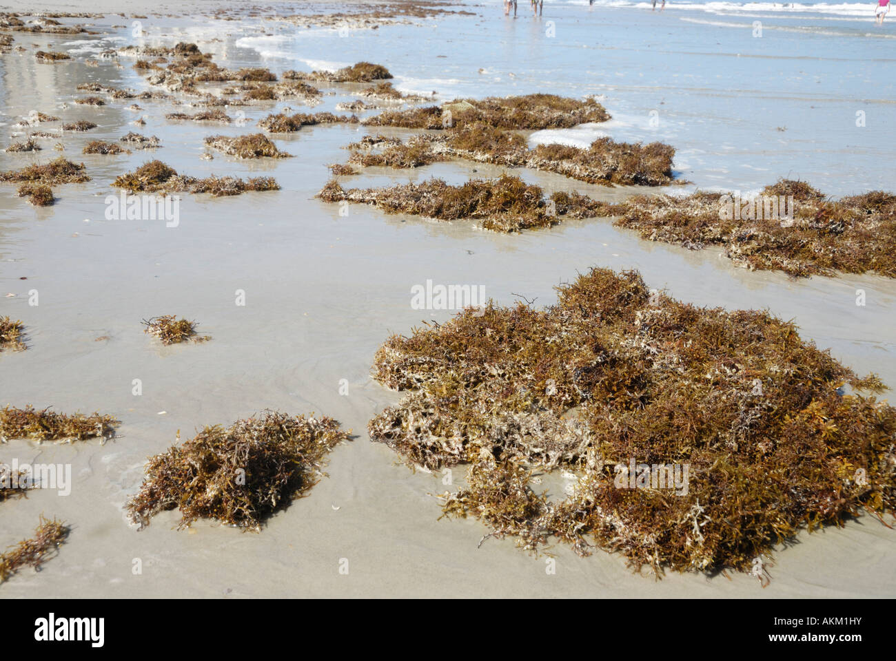 Planktonic algae hi-res stock photography and images - Alamy