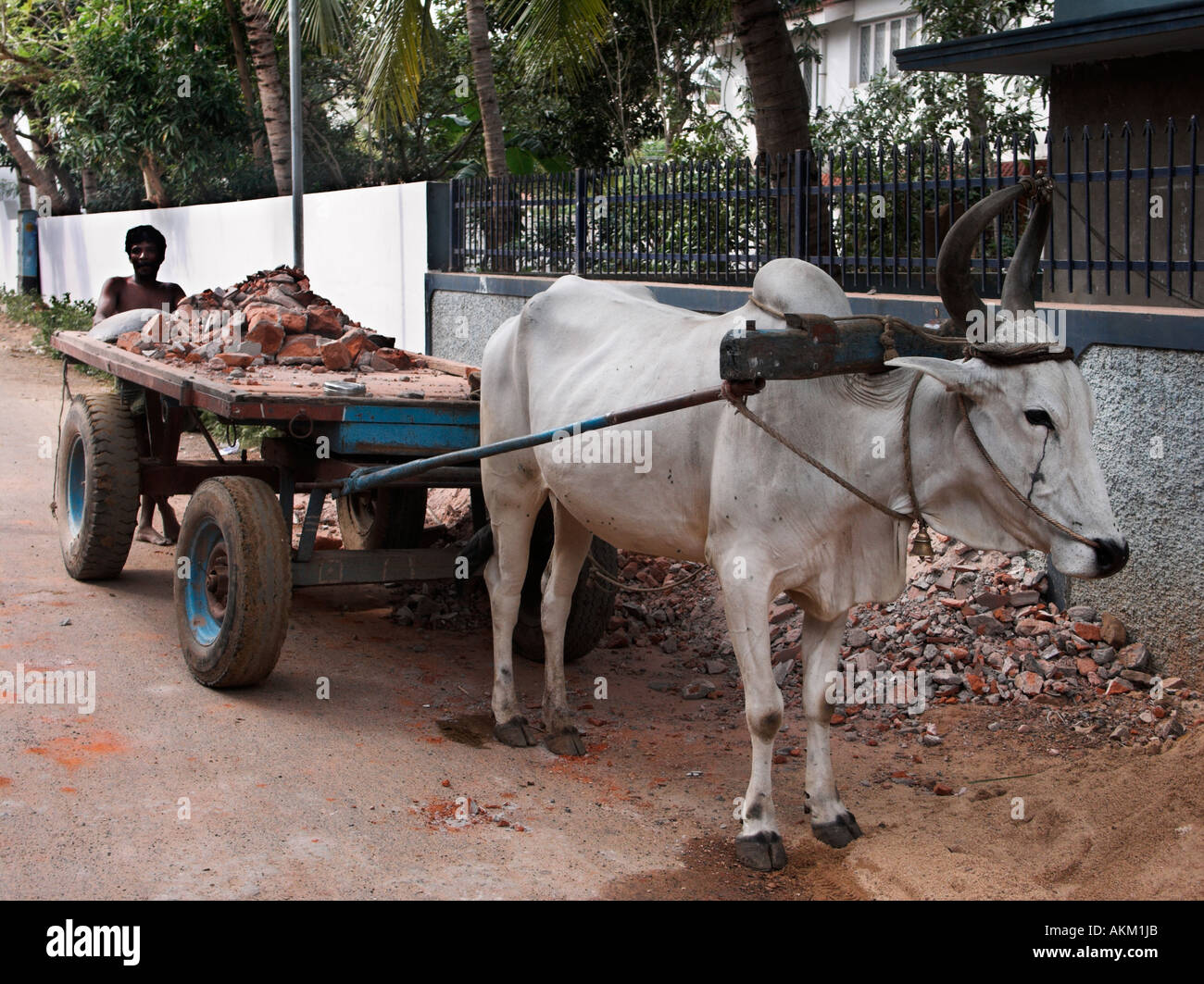 Builders use cow to pull heavy cart Chennai Madras India Stock Photo ...