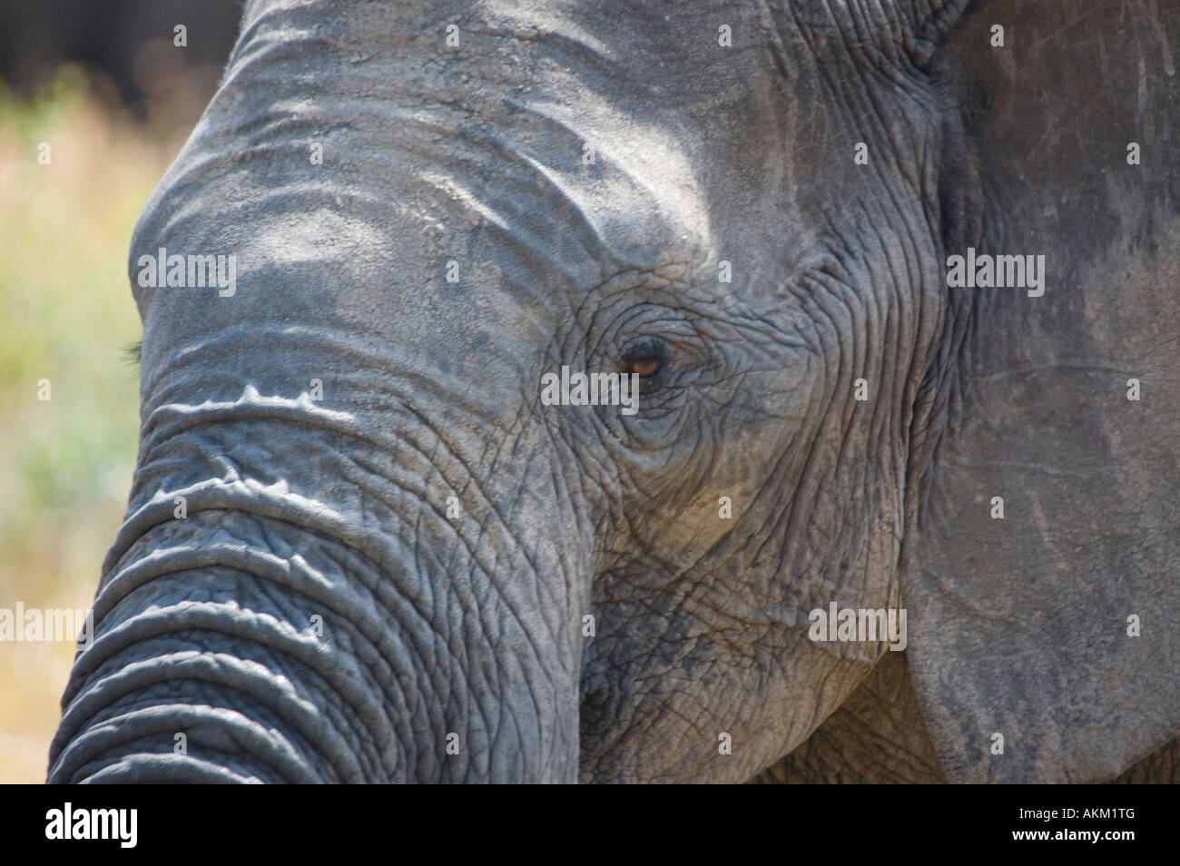 Elephant face close-up Stock Photo - Alamy