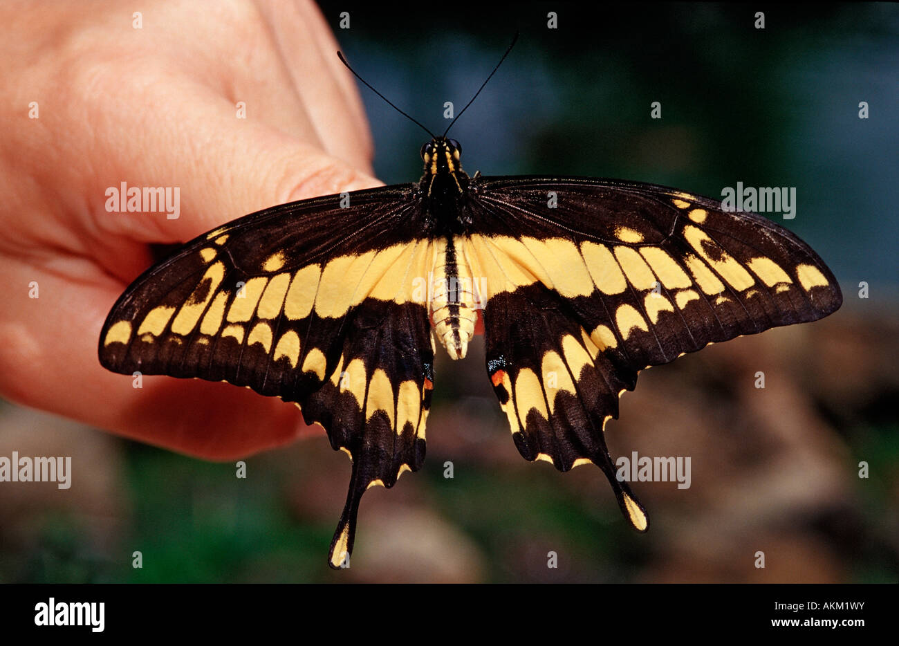 Thoas Swallowtail Papilio thoas Brasilia Stock Photo - Alamy