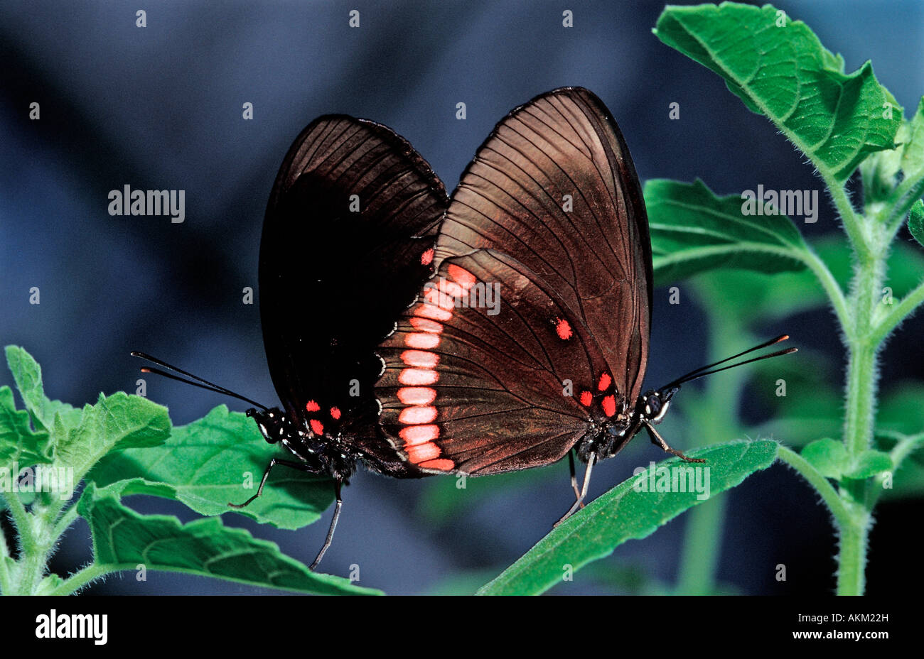 Tropical butterfly Costa Rica Stock Photo - Alamy