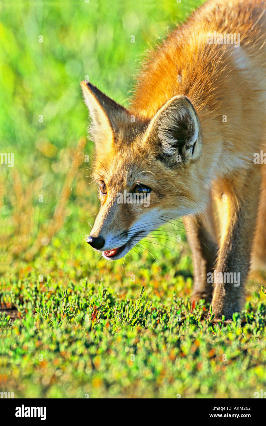 Red Fox 1 Stock Photo - Alamy