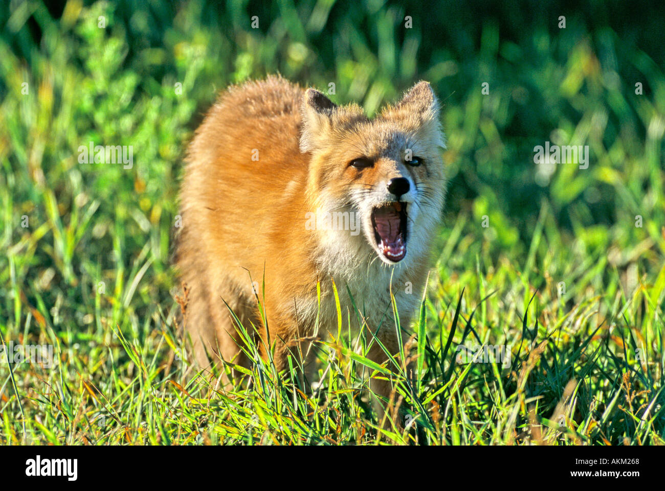 Red Fox 2 Stock Photo - Alamy