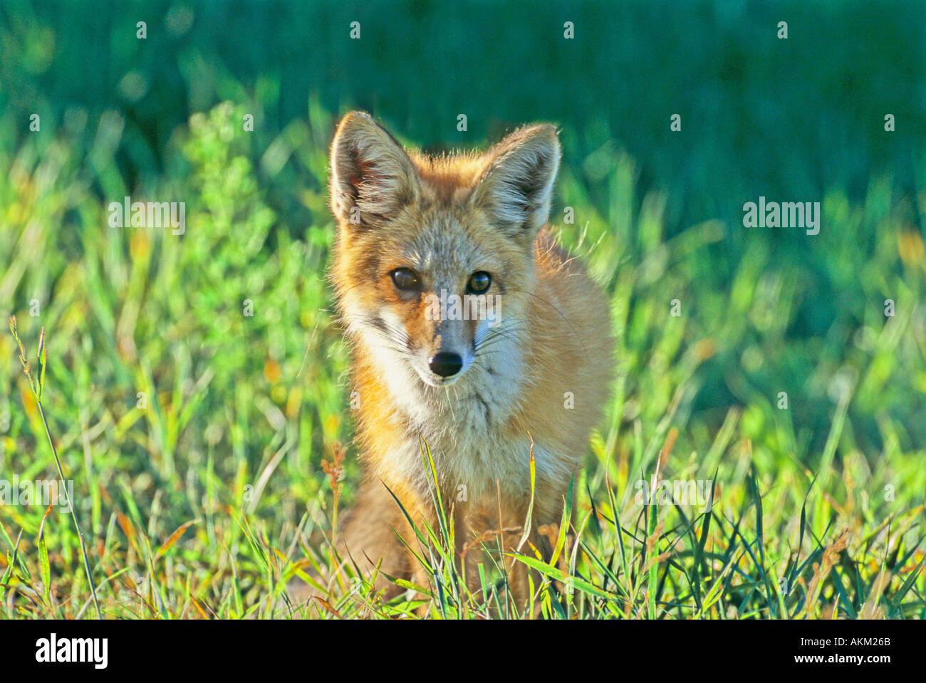 Red Fox 3 Stock Photo - Alamy