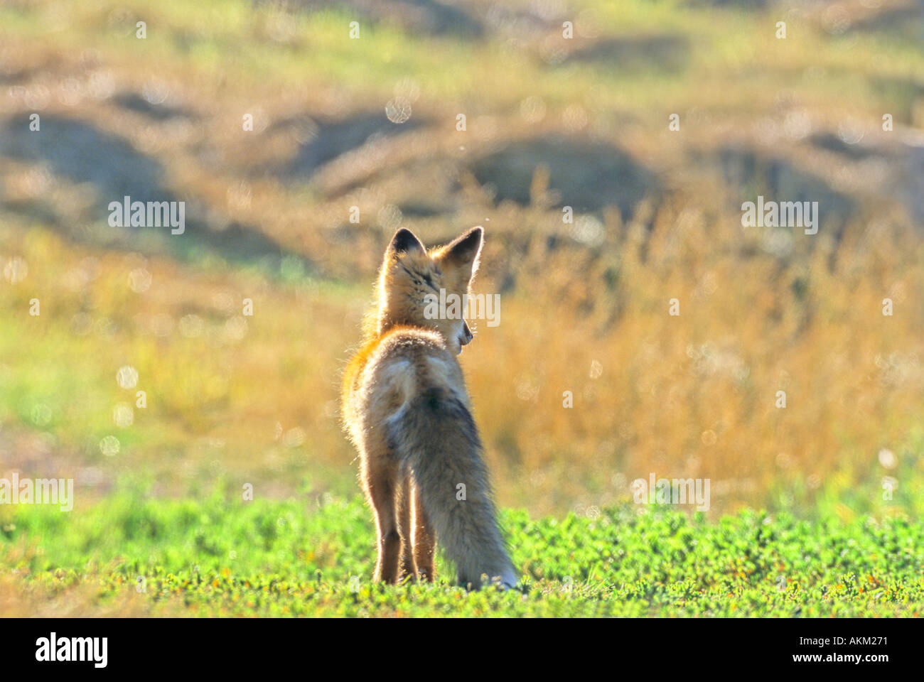 Red Fox 4 Stock Photo - Alamy