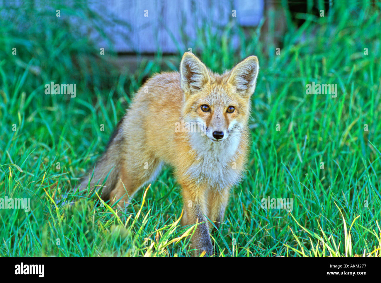 Sly red fox hi-res stock photography and images - Alamy