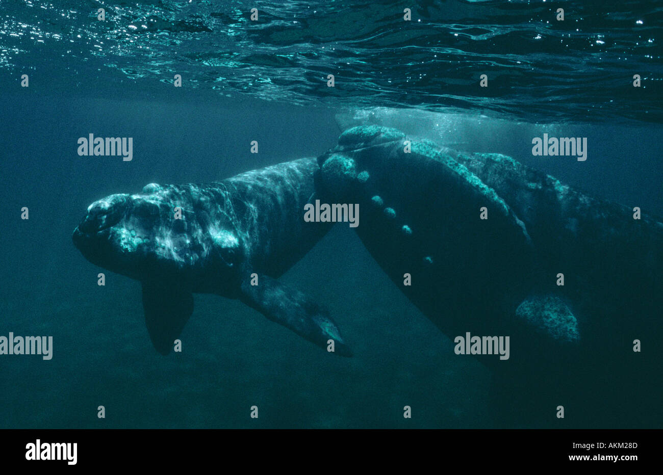 Baby Northern Right Whale