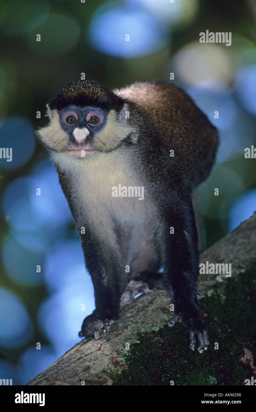 RED TAILED MONKEY (Cercopithecus ascanius) Queen Elizabeth National ...