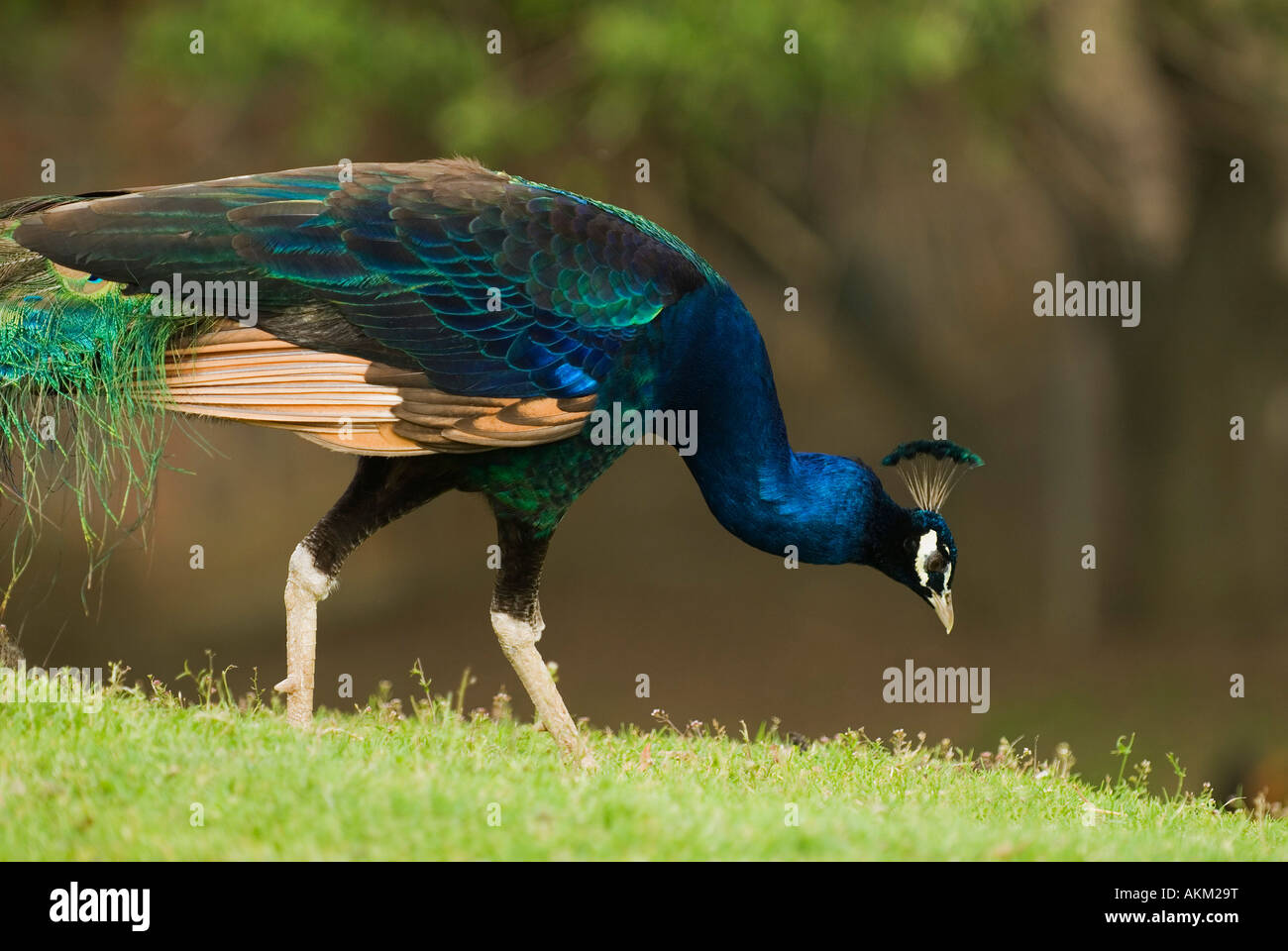 Tame peacock hi-res stock photography and images - Alamy