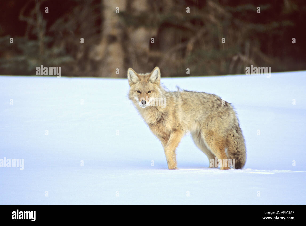 Coyote eye close up hi-res stock photography and images - Alamy