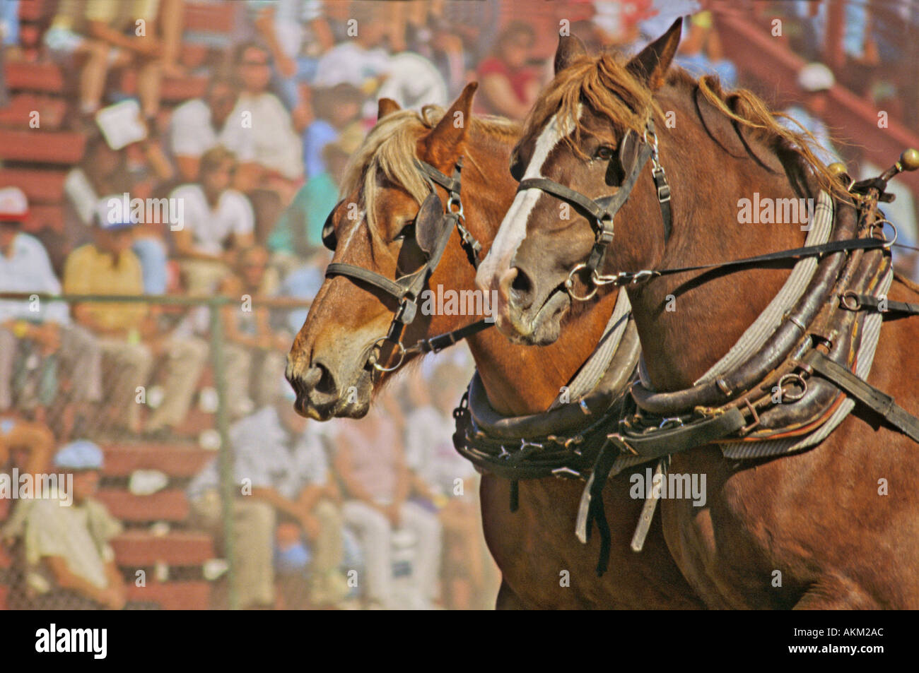 Horse pull hi-res stock photography and images - Alamy