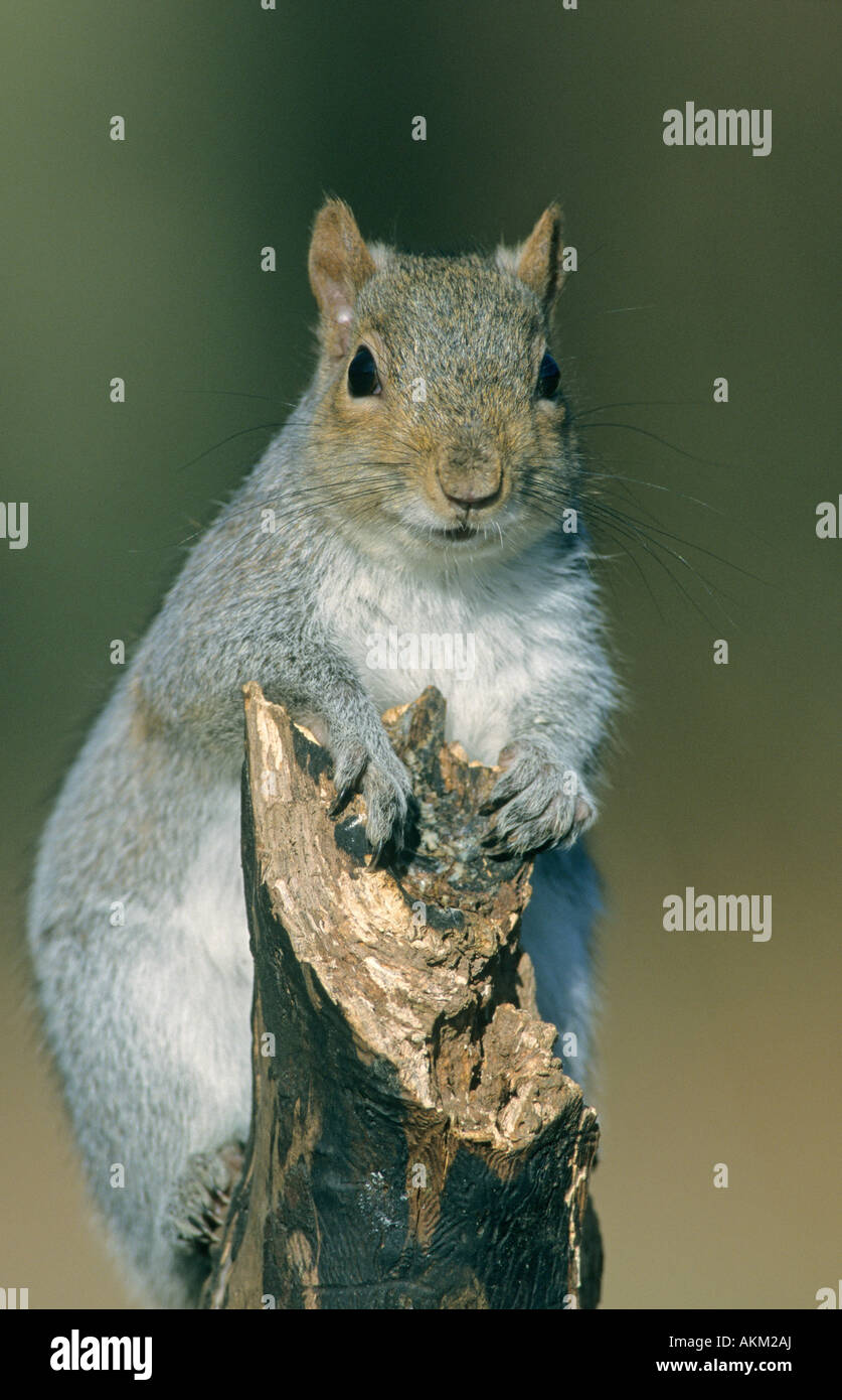grey squirrel Kent England Stock Photo - Alamy