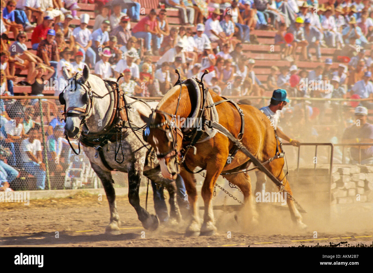 Load pulling hi-res stock photography and images - Alamy