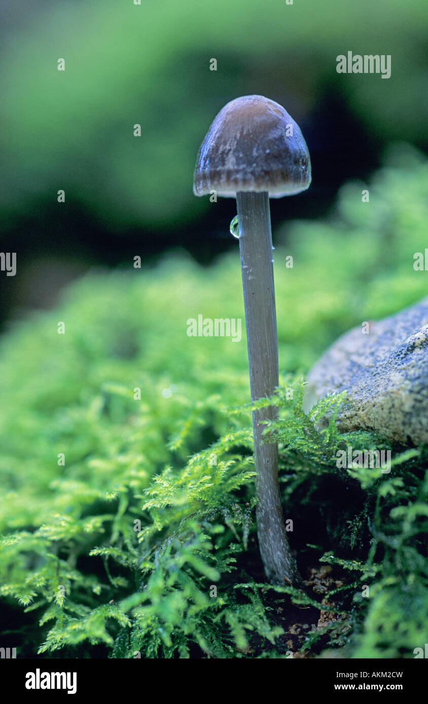 Fungi Kent England Stock Photo - Alamy