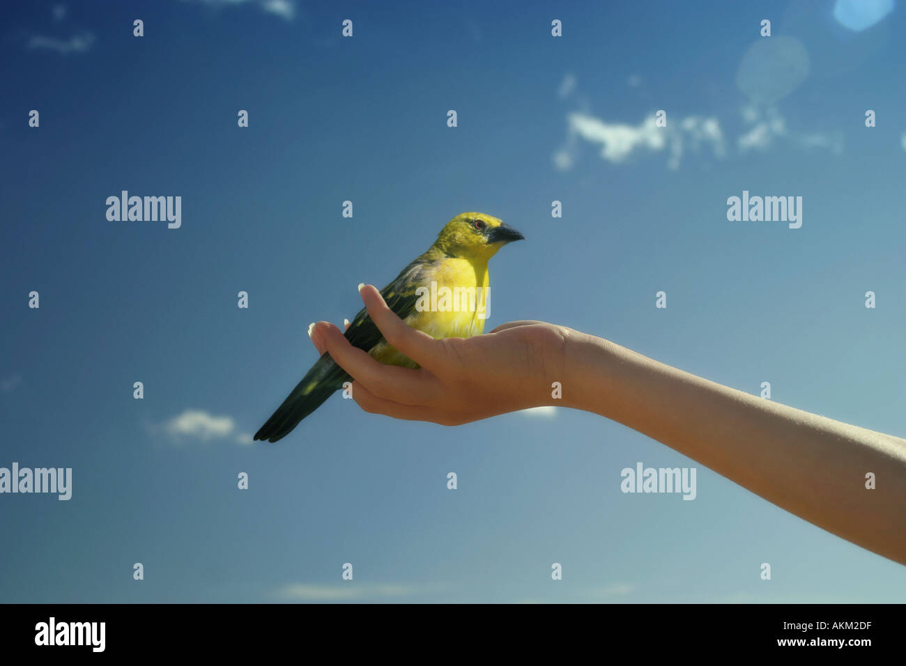 Bird In The Hand High Resolution Stock Photography and Images - Alamy