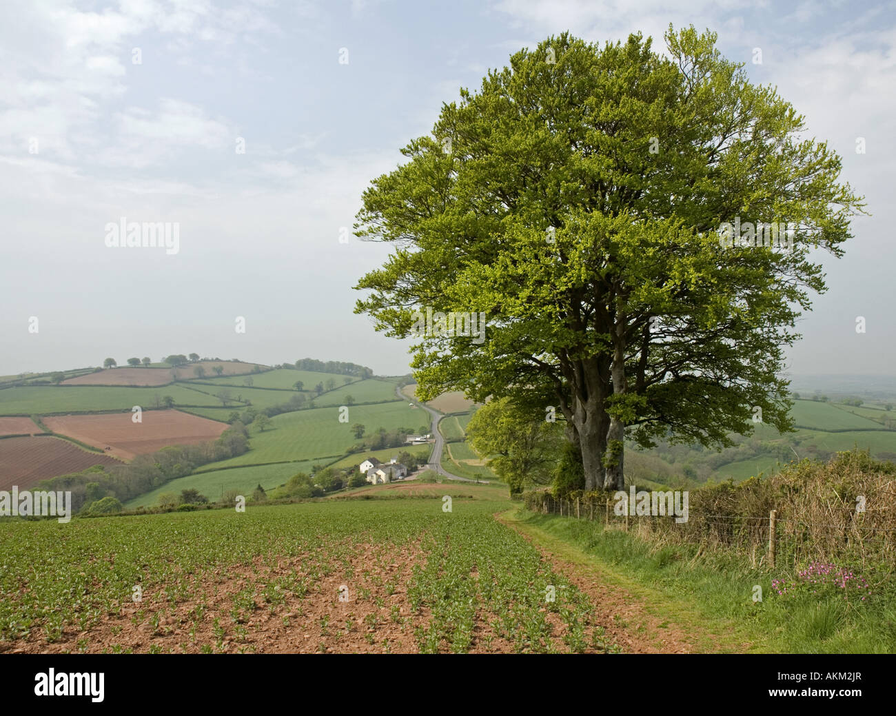 Cadbury castle summer hi-res stock photography and images - Alamy