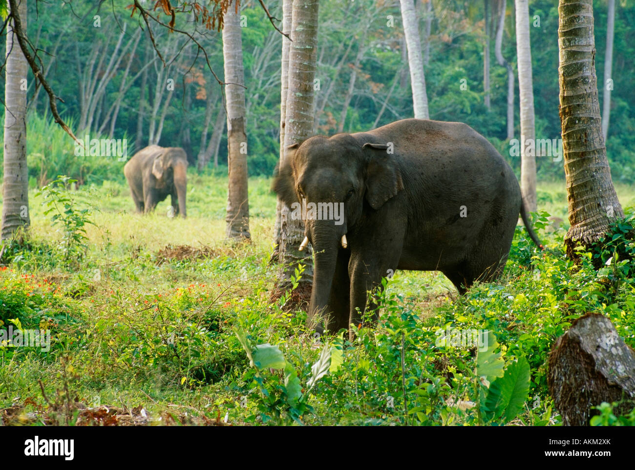 Elephants in the forest Stock Photo - Alamy