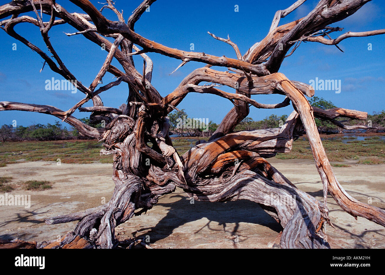 Dead tree Netherlands Antilles Bonaire Bonaire Stock Photo - Alamy