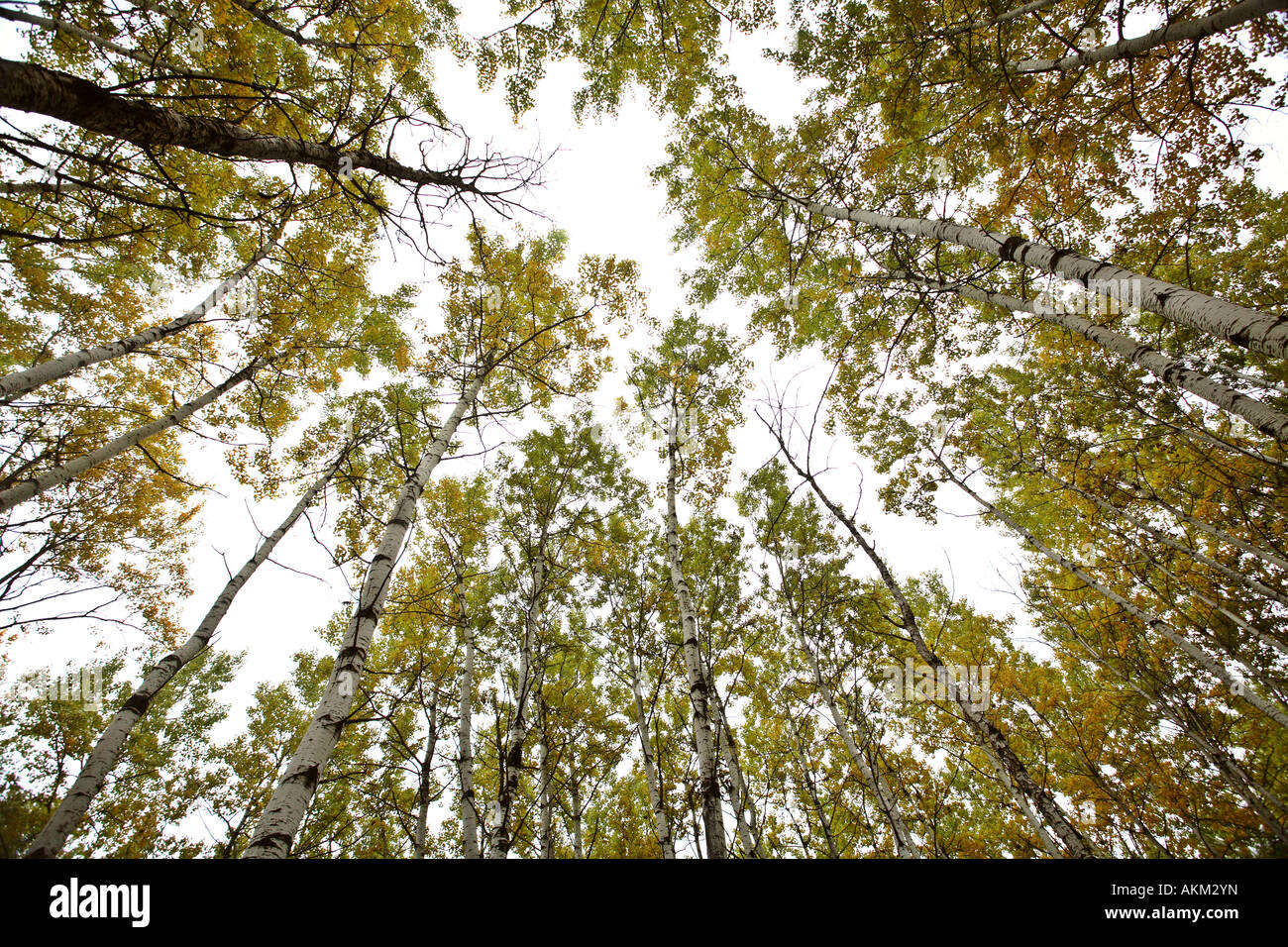 Aspen trees saskatchewan in hi-res stock photography and images - Alamy