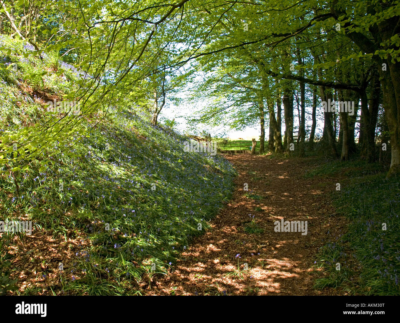Woodland on the eastern flank of Cadbury Castle Fort in mid Devon Stock ...