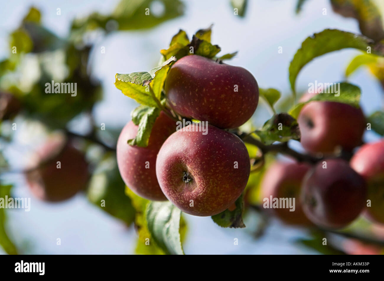 Apples on a tree hi-res stock photography and images - Alamy