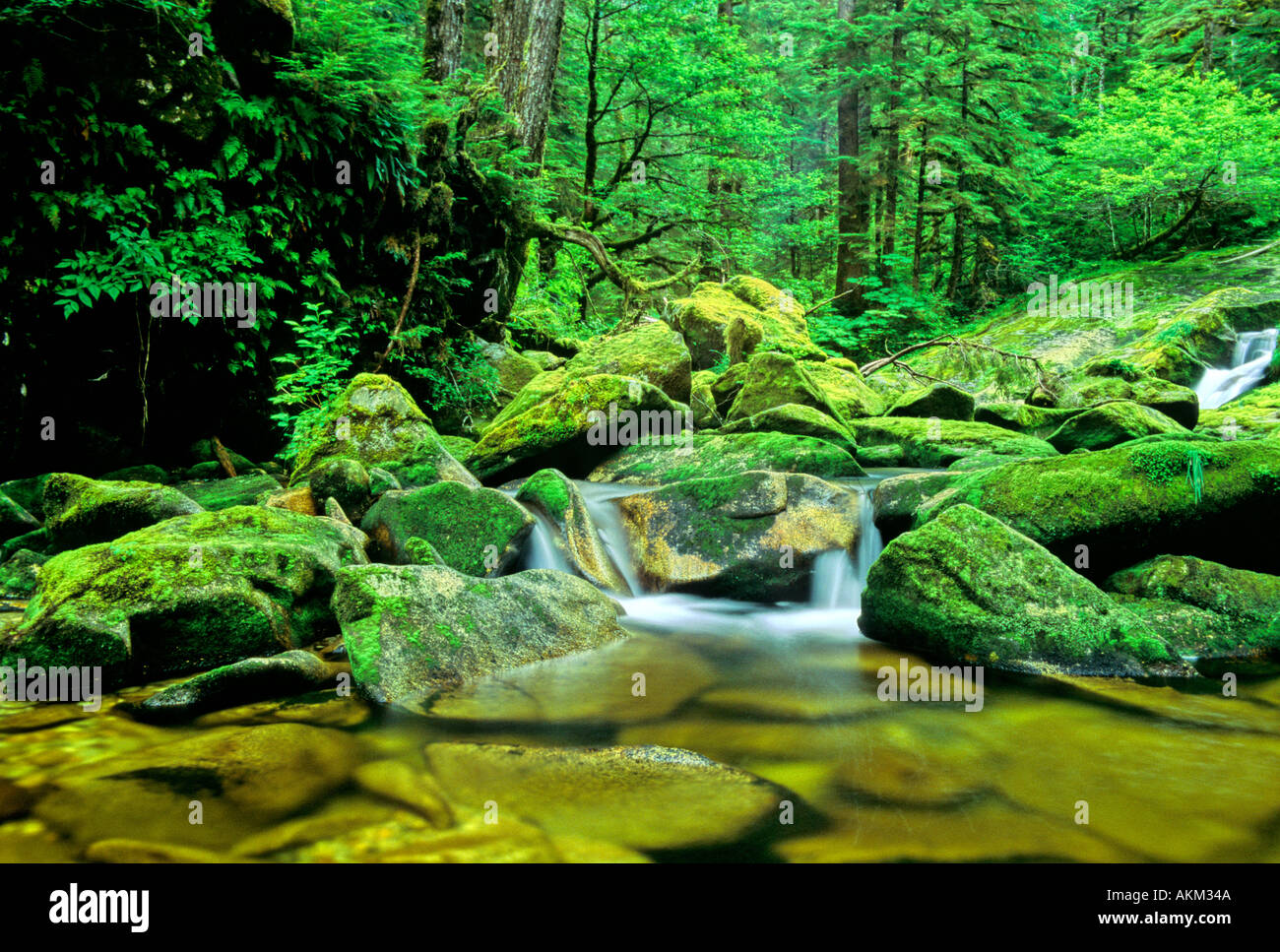 A stream flowing through the Pacific coast rainforest Stock Photo - Alamy