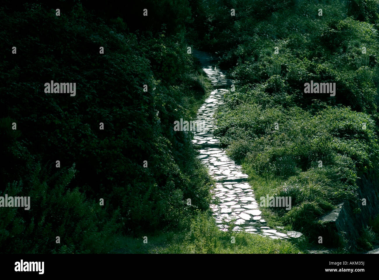 cobbled path in back lit in green shrubbery National Park Cinque Terre ...
