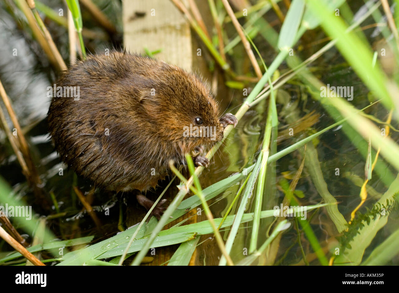 water vole eating a reed Stock Photo - Alamy