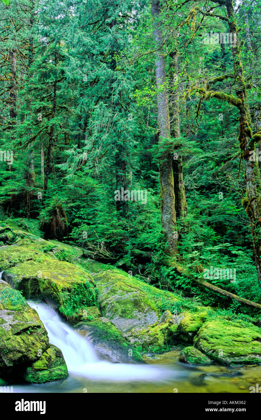 Pacific coast rainforest Stock Photo - Alamy