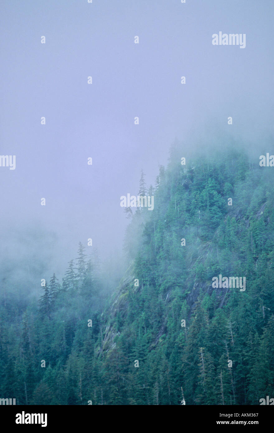 Pacific coast rainforest's mist Stock Photo - Alamy